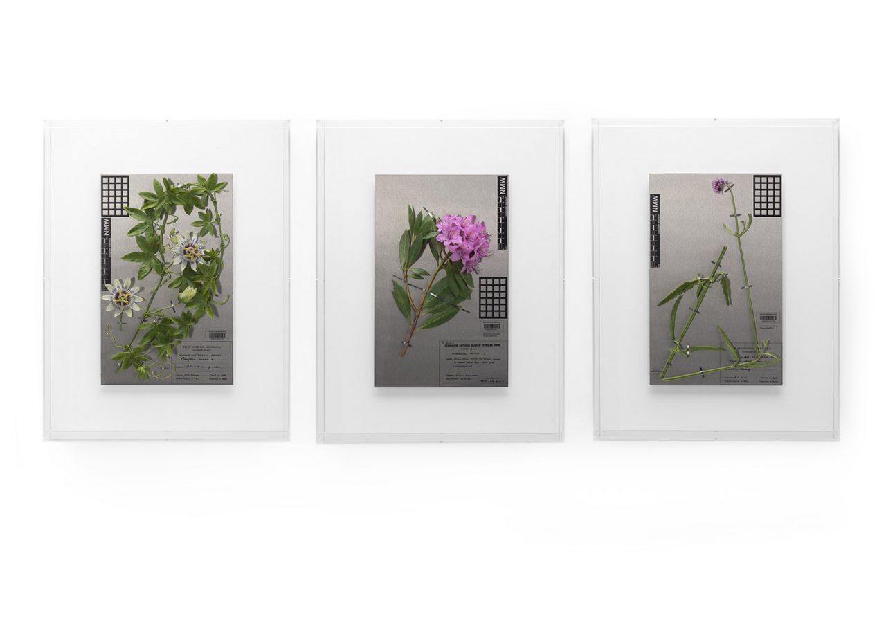 Botanical sculpture | Annette Marie Townsend