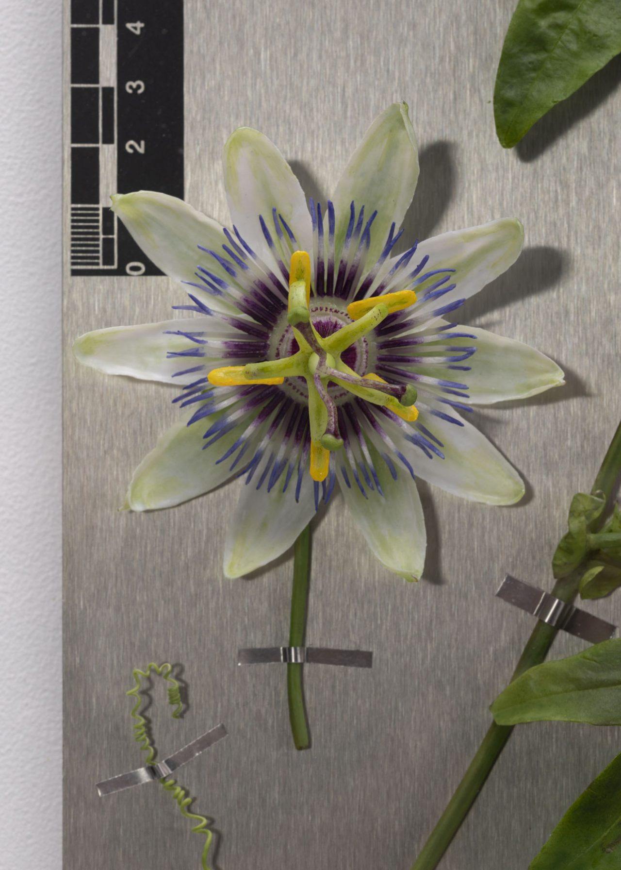 Aliens | Annette Marie Townsend